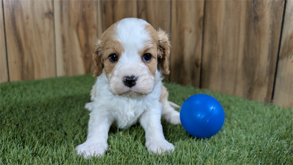 Cavapoo-Teddy-Birthday: 12/04/2025 - Nation Wide Puppies