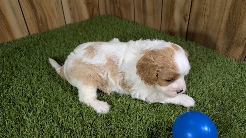 Cavapoo-Teddy-Birthday: 12/04/2025 - Nation Wide Puppies
